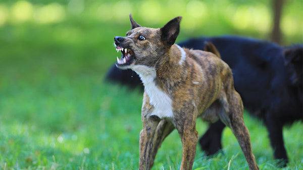 How to Protect You and Your Family from Aggressive Dogs - Byrna